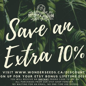 Burning Bush Tree / Eastern Wahoo - Euonymus Atropurpureus - Rare ...