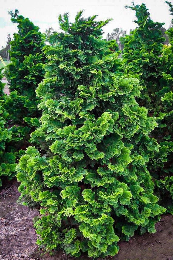 Hinoki False Cypress
