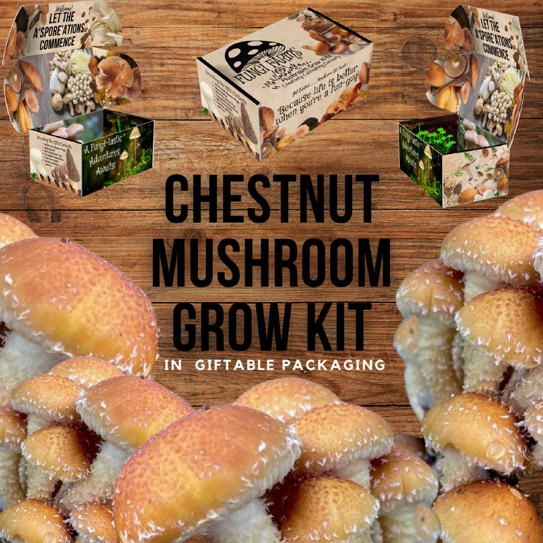 Chestnut Mushroom Growing Kit - Pholiota Adiposa - DIY Spawn Spore ...