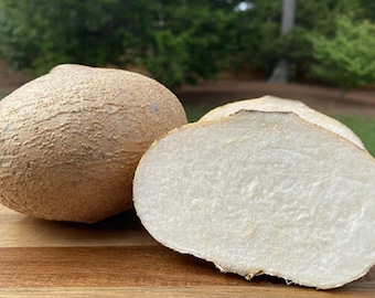 Jicama / navet mexicain - Pachyrhizus erosus - légume rare - Etsy France