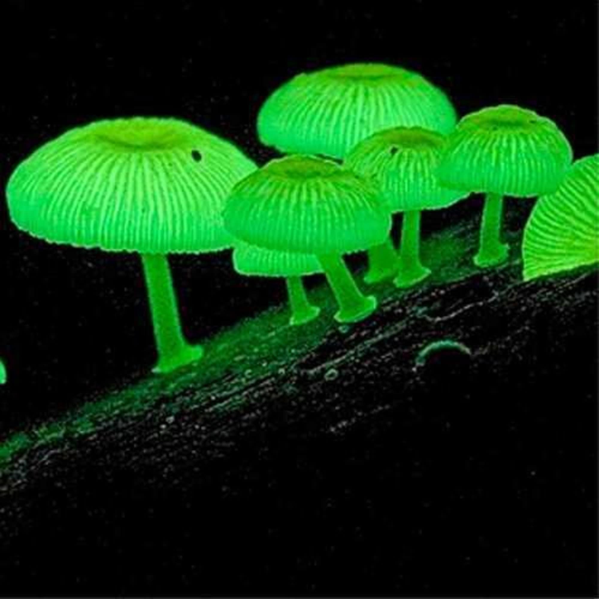 Glow in the Dark Mushroom Growing Kit - Panellus Stipticus- DIY ...
