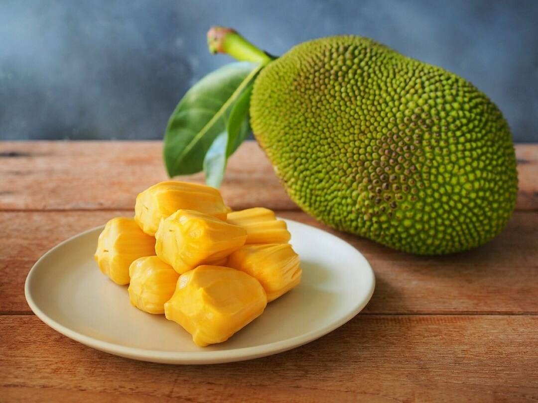 Jack Fruit - Artocarpus heterophyllus - Rare 'Fruit' Seeds - Jacquier ...