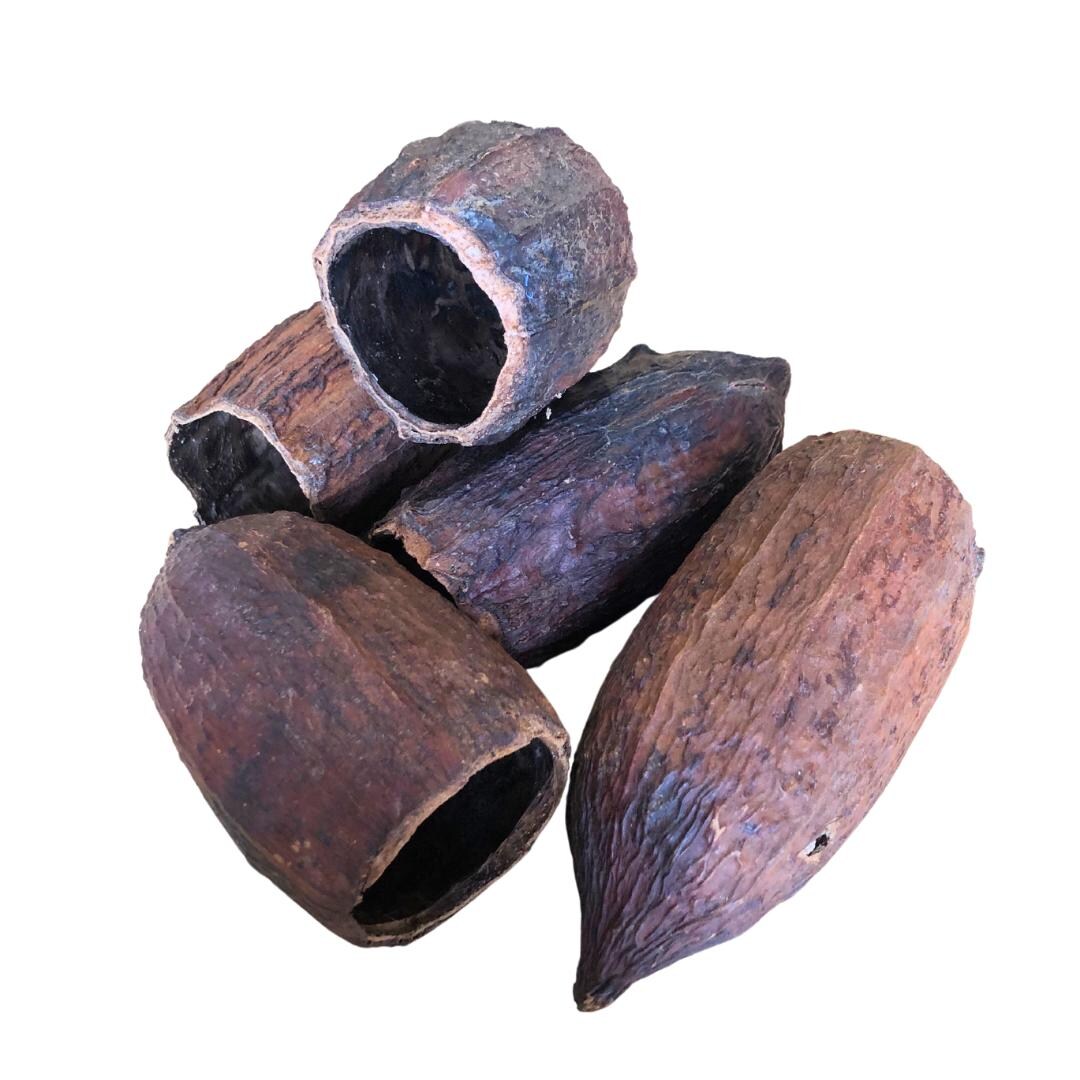 Cut Cocoa Pod (cocao Pod) - Dried Pod for Home Decor and Vivarium Decor ...