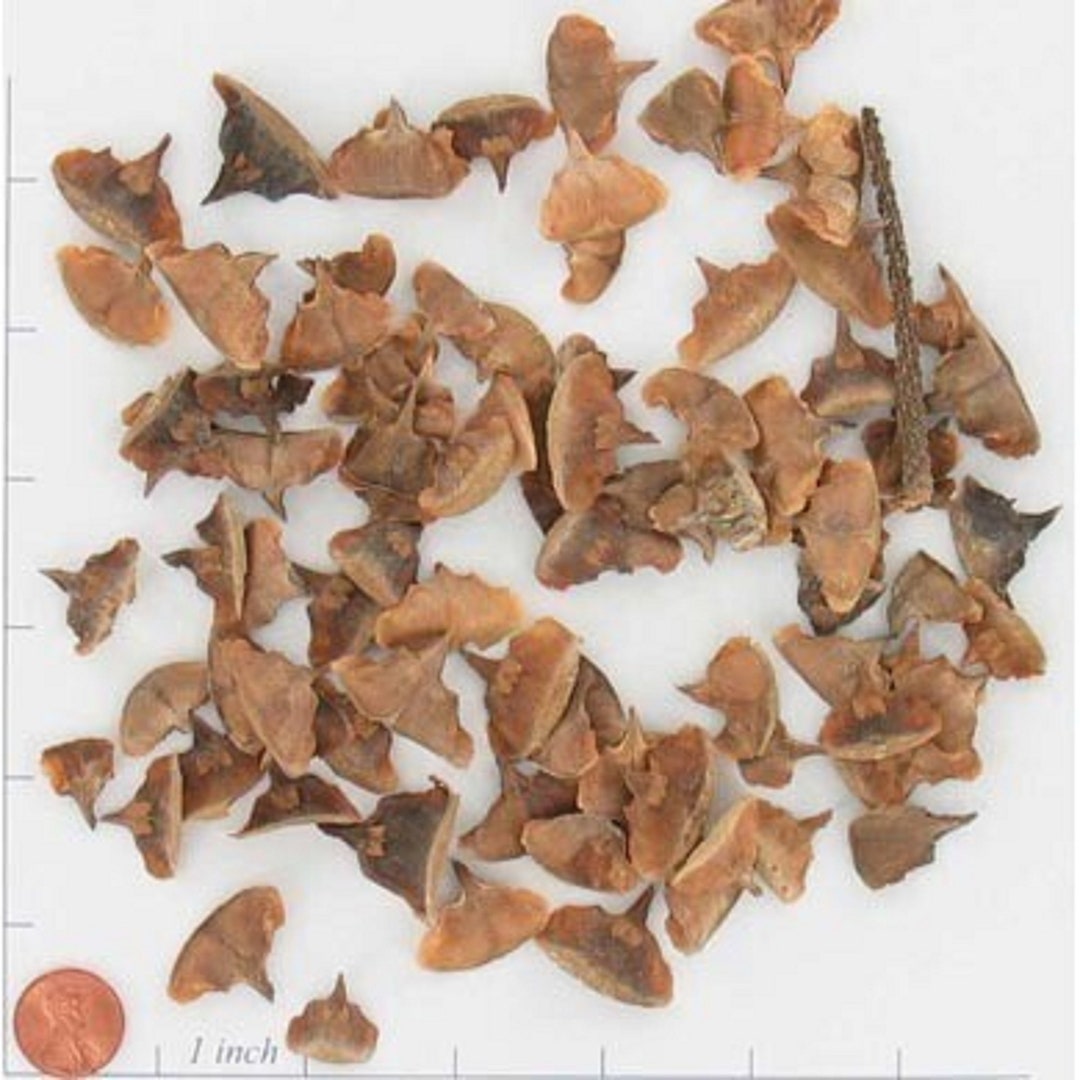 Cone Scales - Pinaceae Seed Pod - Terrarium and Vivarium Accessories ...