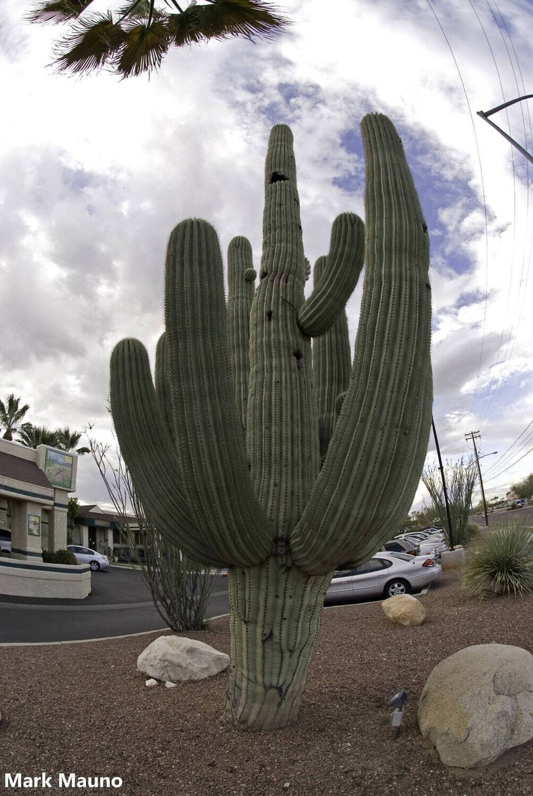 Le Cactus Saguaro - Carneigiea gigantea - Rare 'Cactus' Seeds - Cactus ...