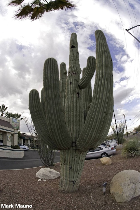 Fruit Du Cactus Saguaro Saguaro (cactus) Wikipedia