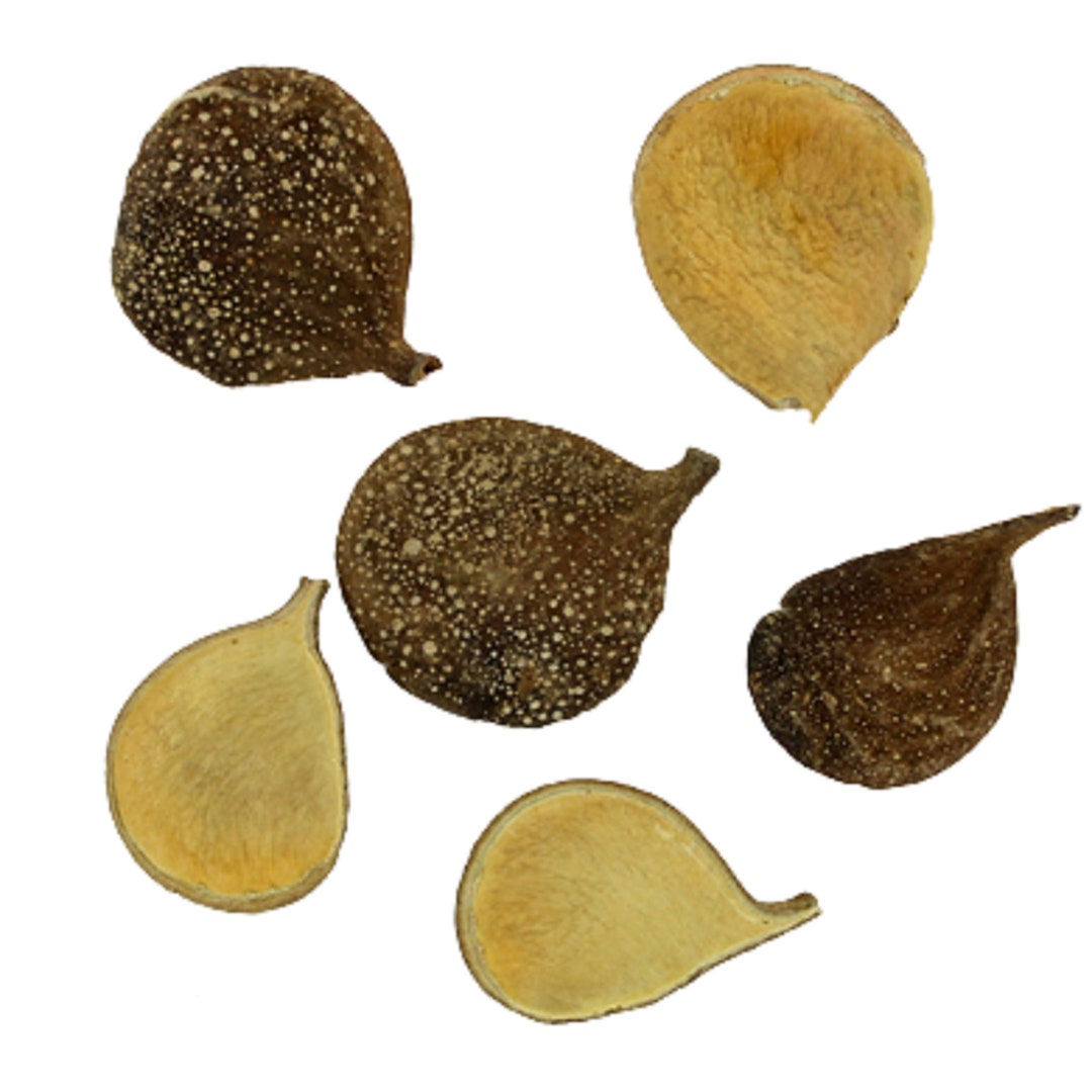 Bacaba Pods - Oenocarpus Bacaba - Decorative Terrarium - Natural Dried ...