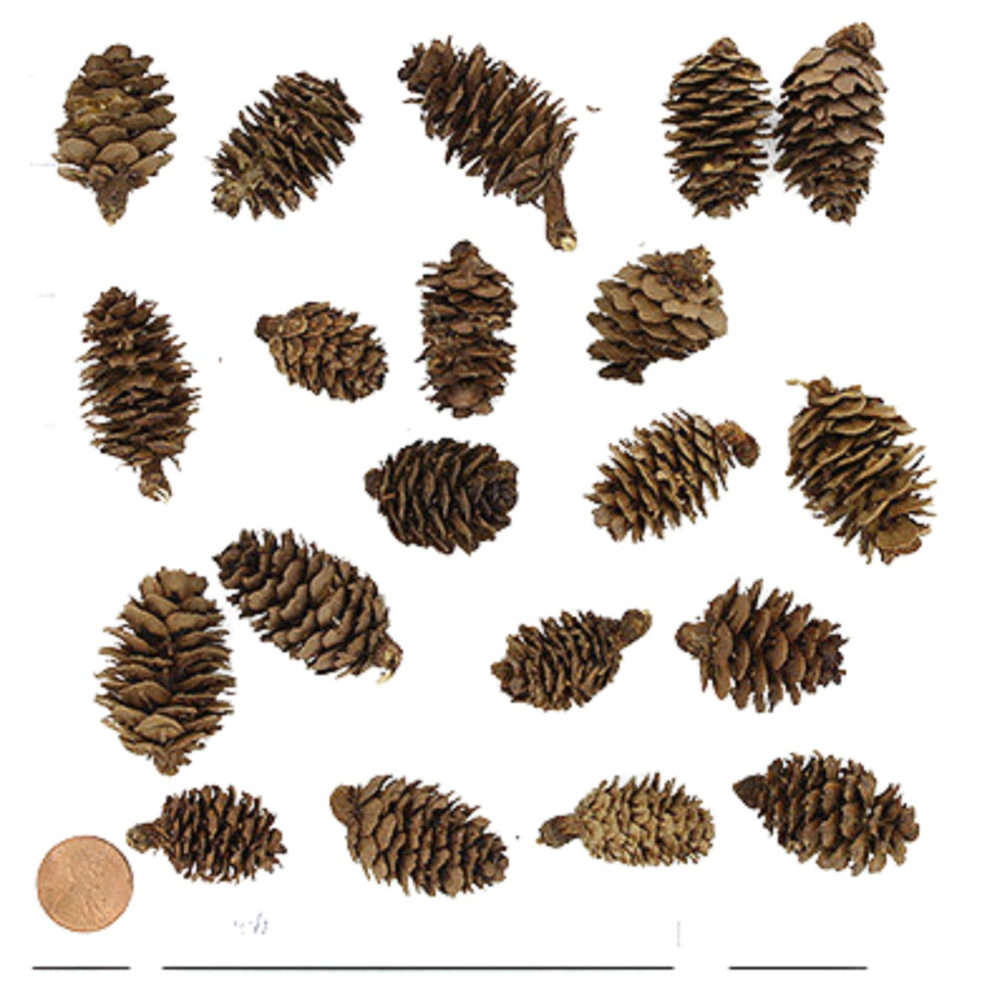 Larch Cones - Larix Occidentalis - Dry Natural Cones - Small Rustic ...