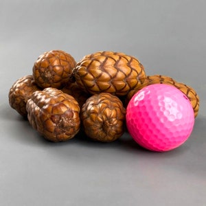 Dragon Egg Pods - Uxi Pods - Terrarium, Vivarium and Paludarium Decor ...