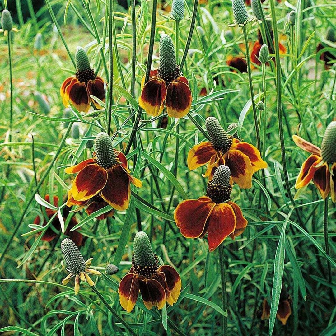 Mexican Hat - Prairie Coneflower - Ratibida Columnifera - Rare 'plant ...