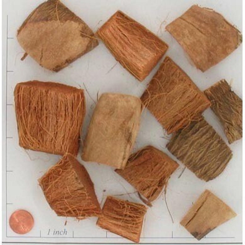 Diced Coconut Husk Coco Nucifera Terrarium Grounds Tree Slices ...