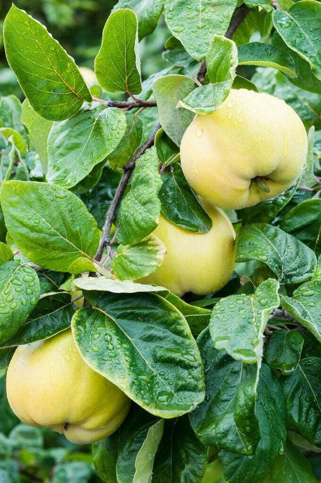 Quittenobstbaum - Cydonia Oblonga - Seltene 'Frucht'-Samen - Quitte ...