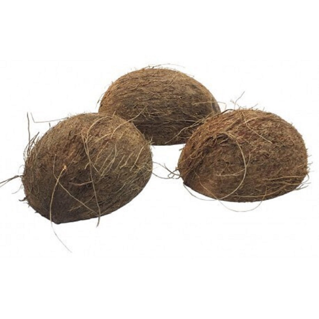 Coconut Half Shell With Fiber - Natural Terrarium Accents - Perfect for ...