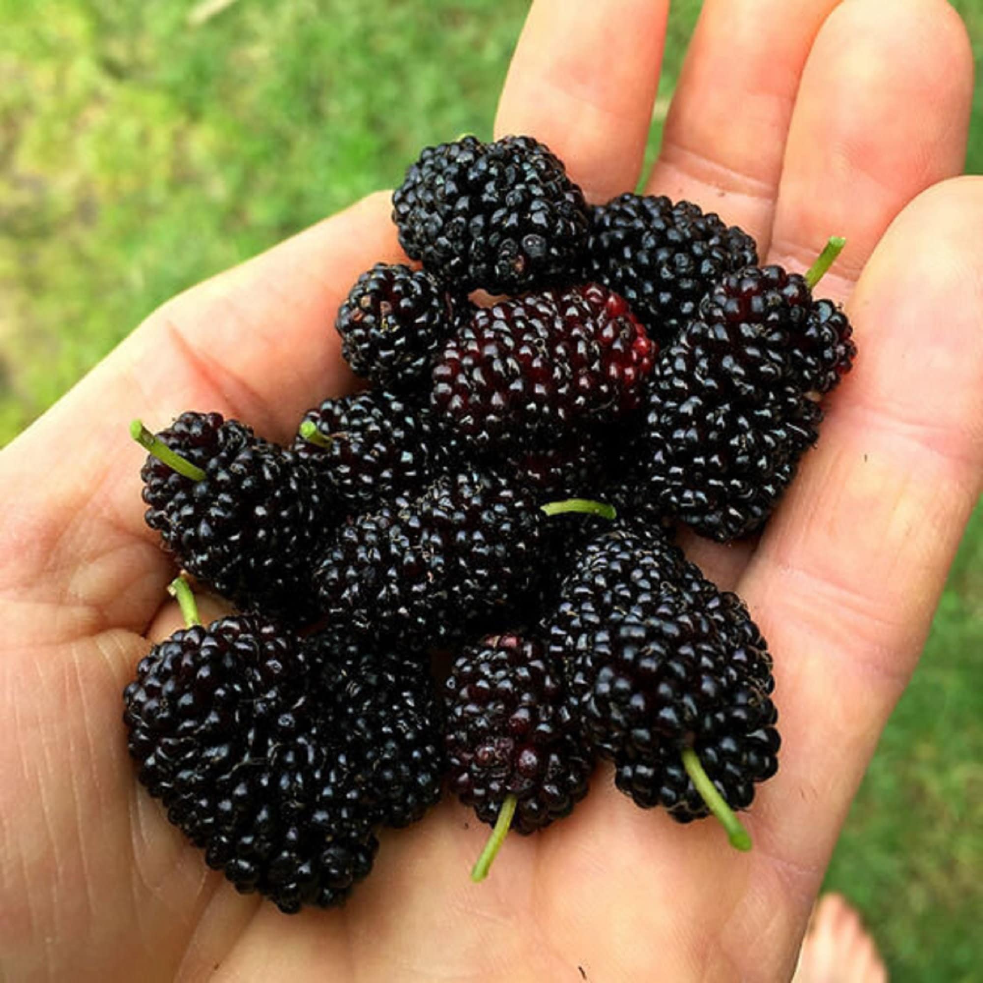 Black Mulberry Morus Nigra Rare Fruit Species - Etsy Canada