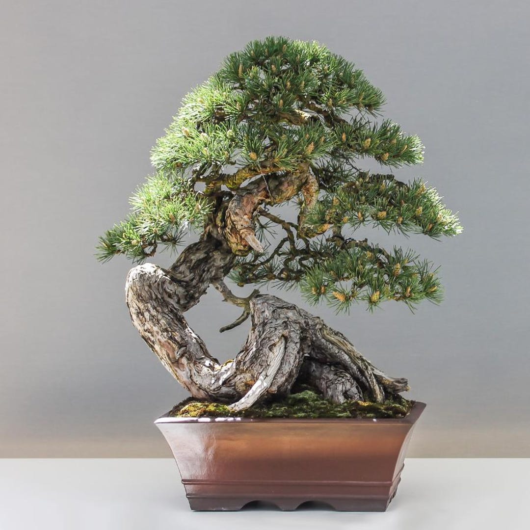 Japanese Cedar Bonsai Tree - Cryptomeria Japonica - Rare 'bonsai' Tree ...
