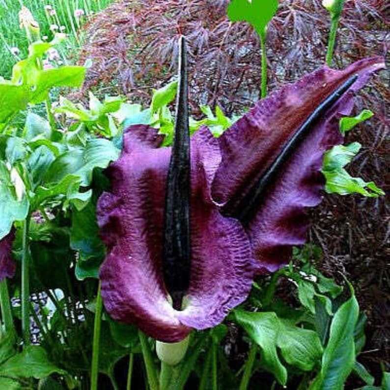 Vampire Lily Dracunculus Vulgaris Rare 'plants' Seeds Dracula Lily ...