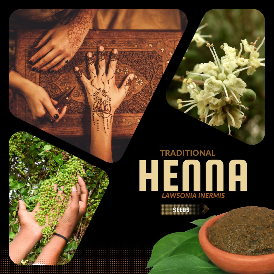 Árbol de henna Lawsonia inermis Semillas de plantas raras Planta Mehndi ...