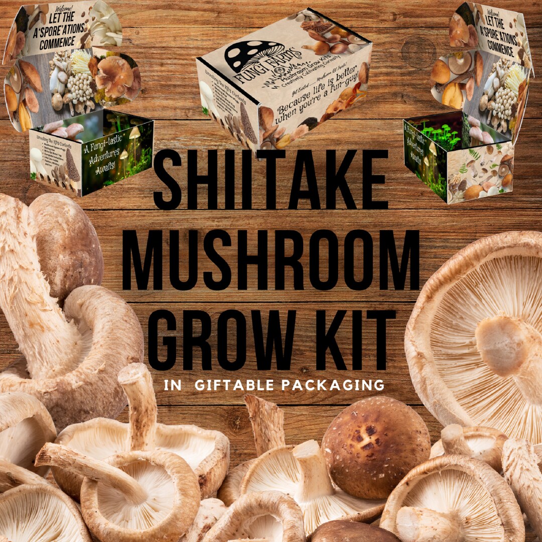 Shiitake Mushroom Growing Kit Lentinula Edodes DIY Spawn Spore Plugs ...