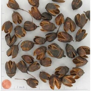 Bakuli Pod - Lagerseromeia Parviflora Seed Pod - Terrarium Decor ...