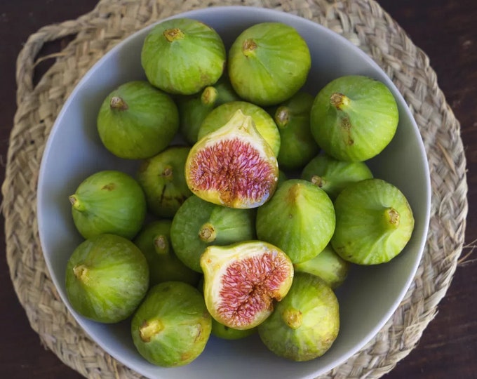 Japan Kurume Kuromitsu Fig > Ficus Carica Sp. Kuromitsu > 15 Fresh ...