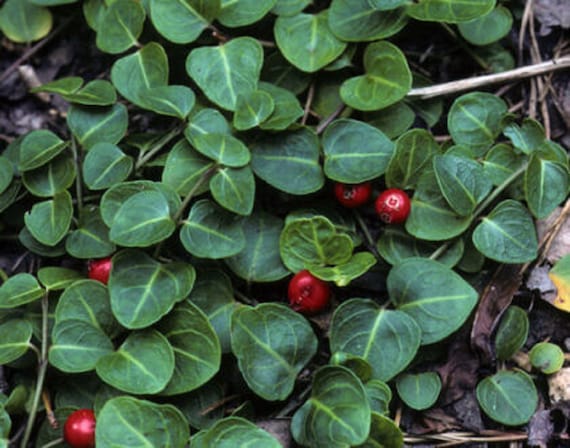 Mitchella Repens
