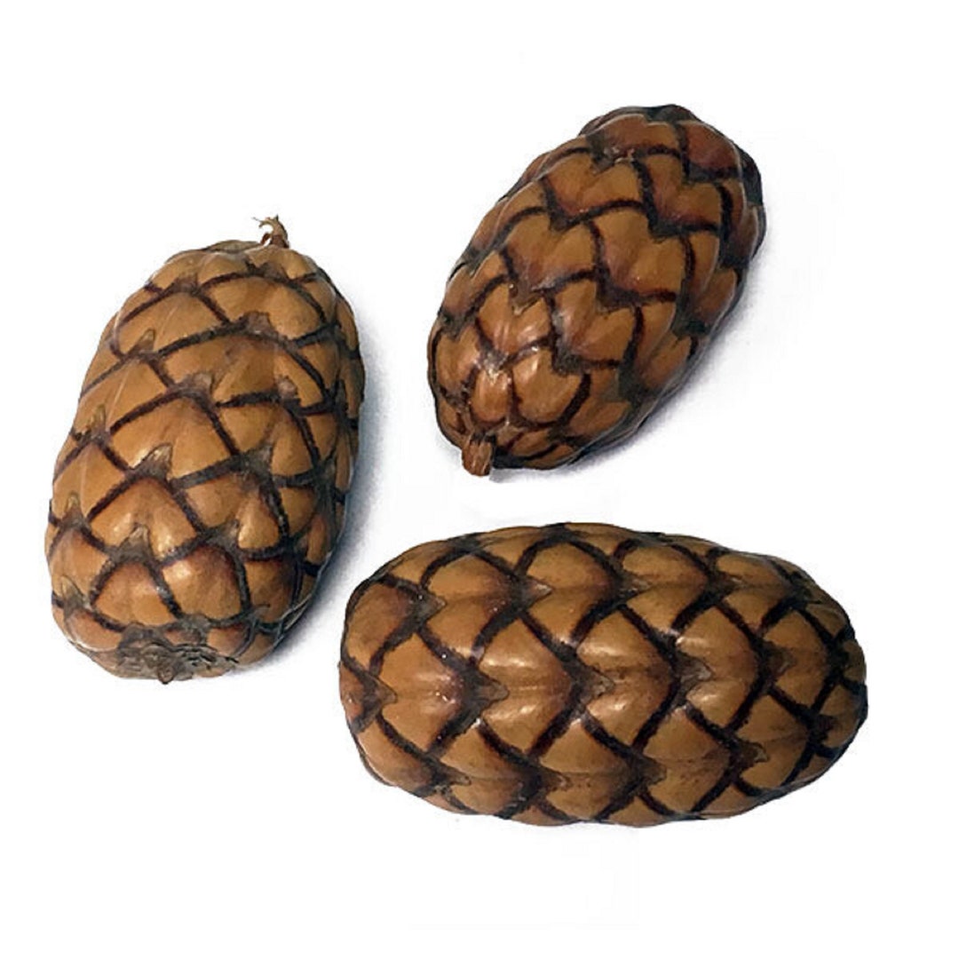 Dragon Egg Pods - Uxi Pods - Terrarium, Vivarium and Paludarium Decor ...