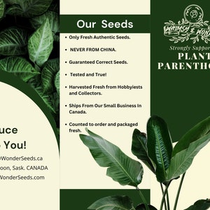 Burning Bush Tree / Eastern Wahoo - Euonymus Atropurpureus - Rare ...