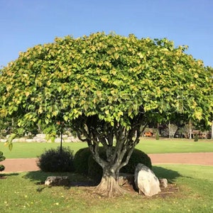 Wisdon Tree - Tree of Buddah - Ficus Religiosa - Rare 'bonsai Tree ...