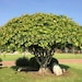 Wisdon Tree - Tree of Buddah - Ficus Religiosa - Rare 'bonsai Tree ...