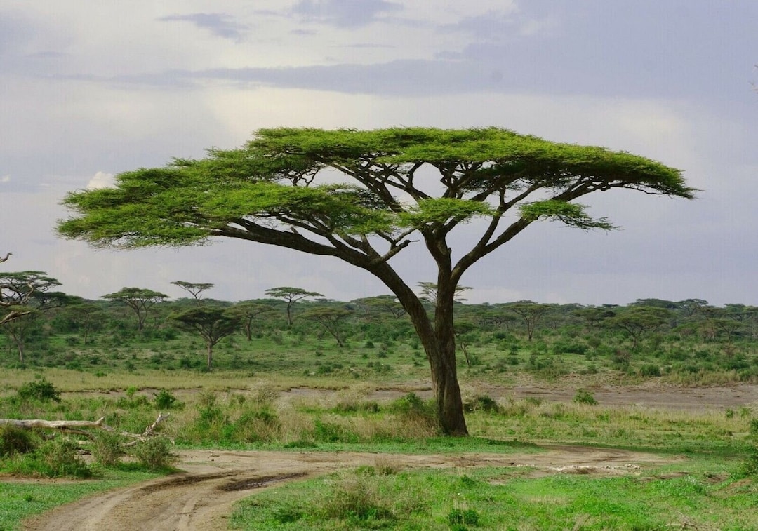 Umbrella Thorn Tree - Acacia Tortilis / Vachellia Tortilis - Rare ...