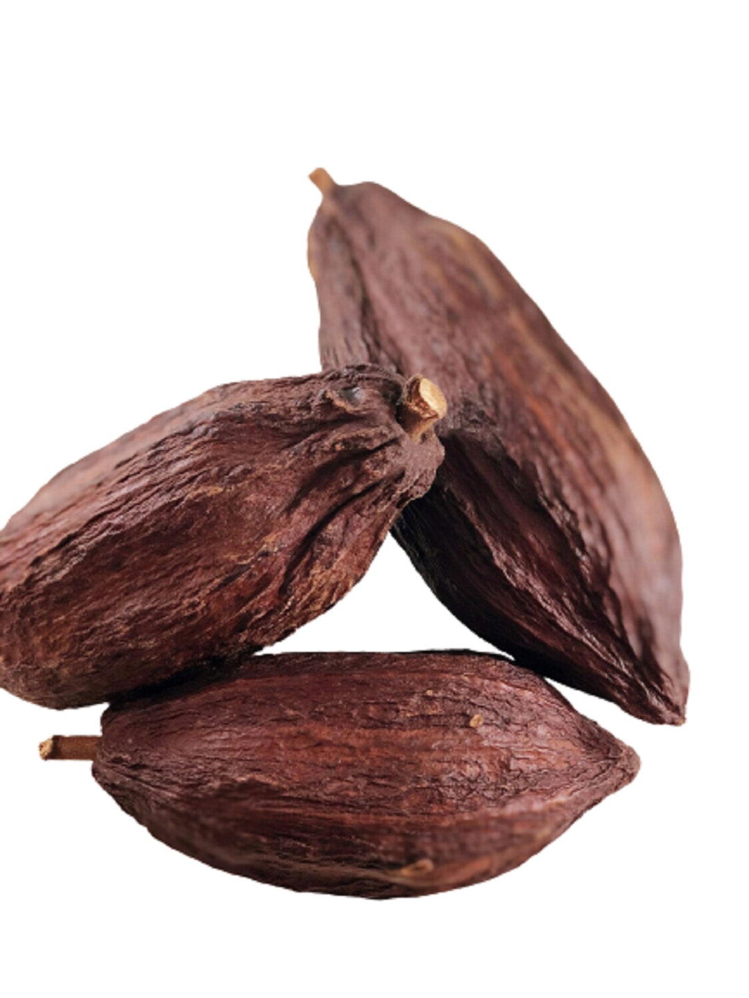 Cocoa Pod - Dried Pod for Terrarium, Paludarium and Vivarium Decor ...