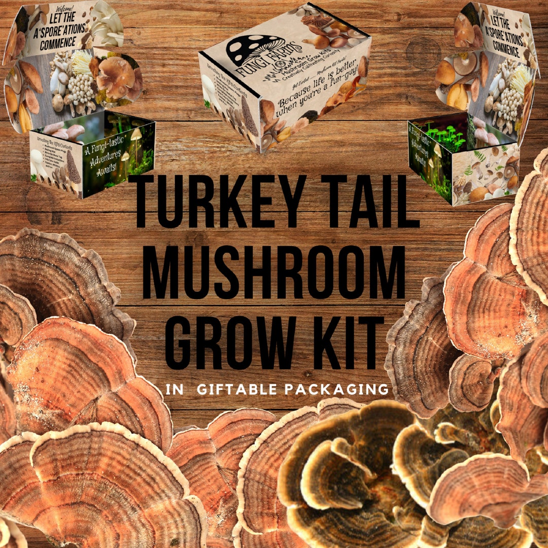 Turkey Tail Mushroom Growing Kit - Trametes Versicolor - DIY Spawn ...