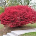 Burning Bush Tree / Eastern Wahoo - Euonymus Atropurpureus - Rare ...
