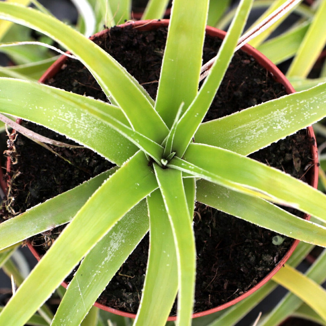 Buy False Agave - Hechtia Tillandsioides - Rare 'bromeliad' Seeds ...
