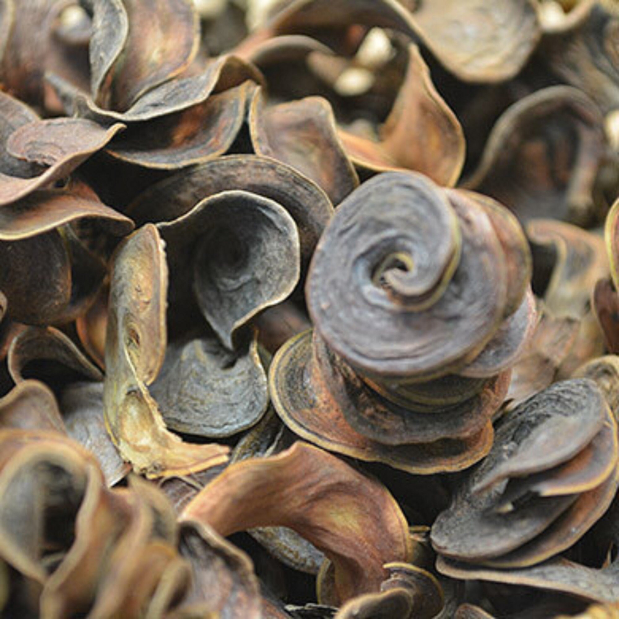 Curly Pods Pithecelobium Dulcer Seed Pod Botanical for - Etsy UK