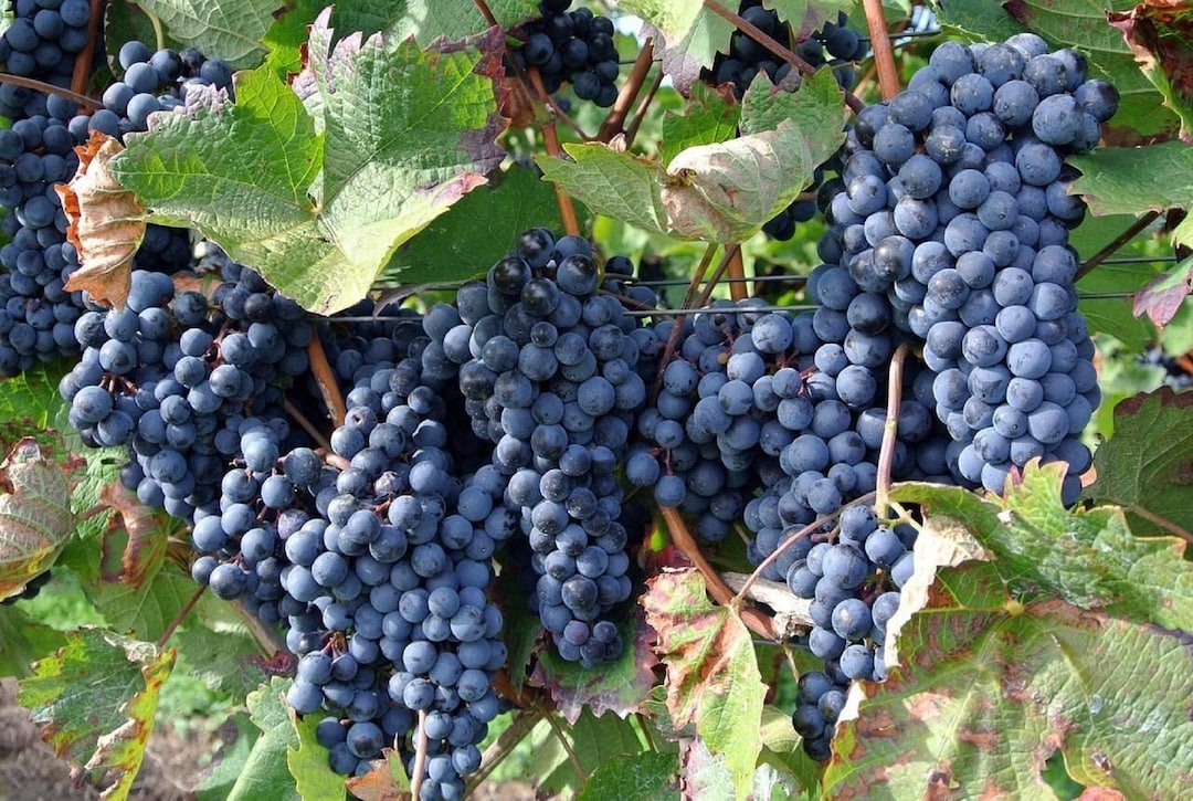 Purple Table Grapes - Vitis Vinifera - Rare 'fruit' Seeds - Concord ...