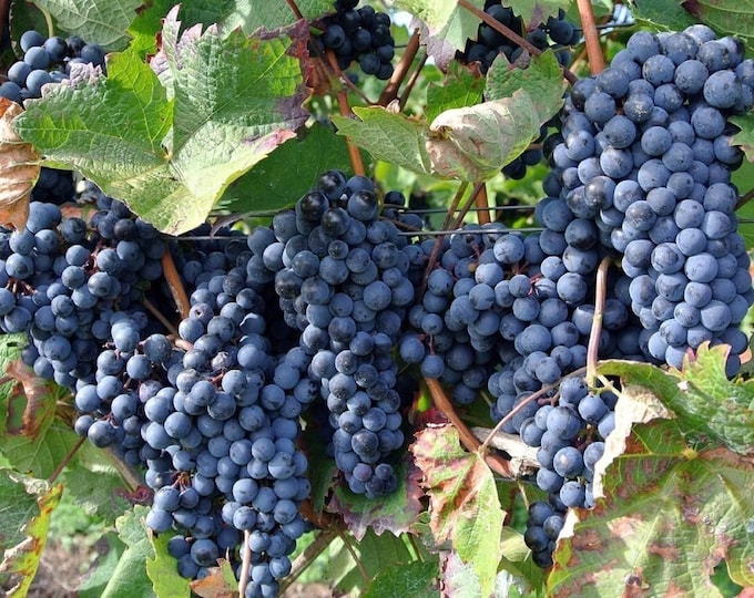5pcs Japanese Fujiminori Giant Table Grape Cuttings 藤稔葡萄/乒乓球葡萄插条 US ...