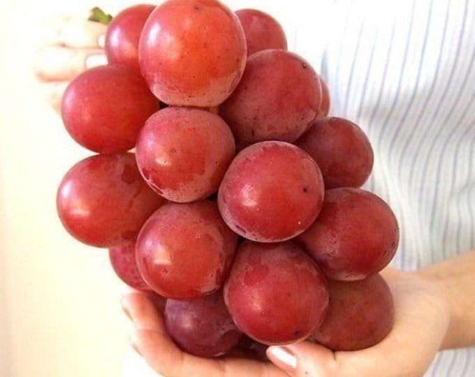 The Pink Koshu Grapes of Japan (yamanashi ) > 7 Fresh Seeds , Already ...