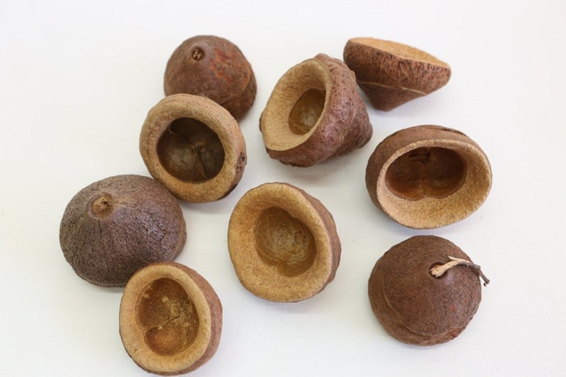 Monkey Pod Paradise Nut Pod Top Lay Box and Moist Hide for Reptile Pods ...