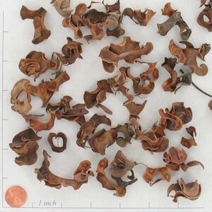 Curly Pods Pithecelobium Dulcer Seed Pod Botanical for Aquaria Tasty ...