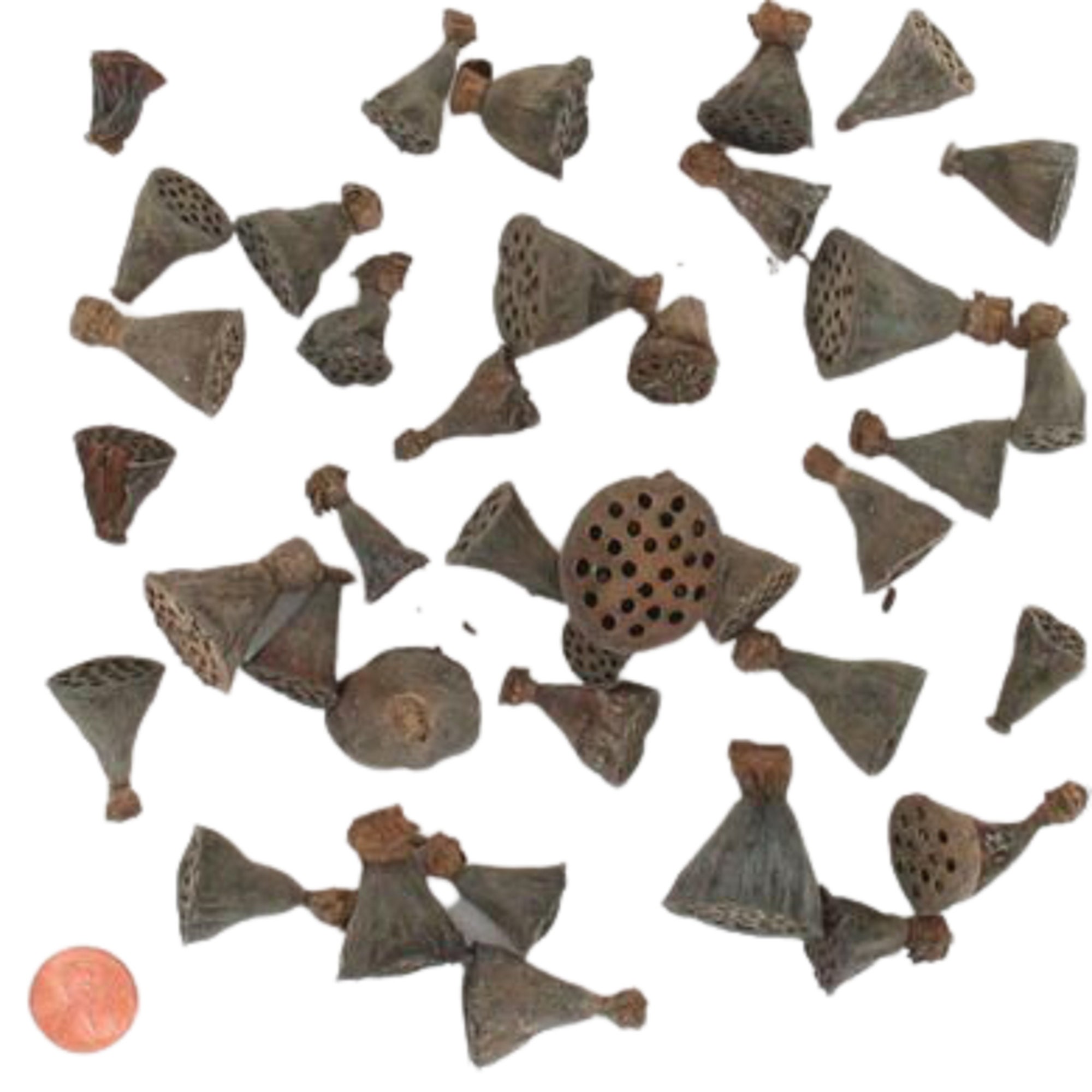 Mini Lotus Pods - Nelumbium Speciosum - Terrarium Decor - Natural Dried ...