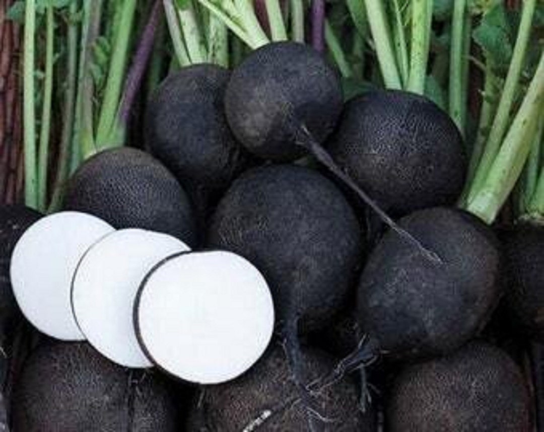 Spanish Black Radish Raphanus Sativus Rare Heirloom - Etsy UK