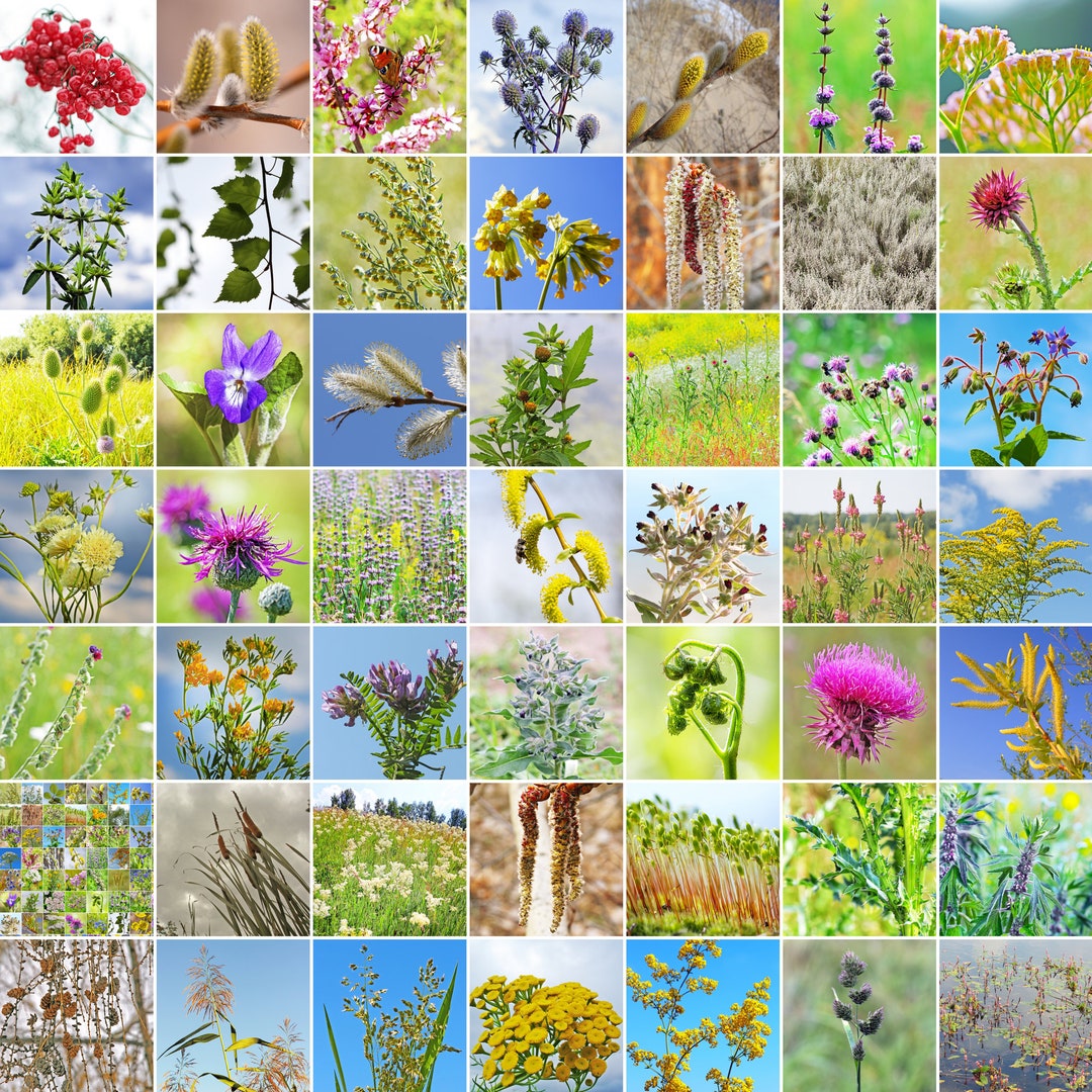 Herb Seeds You Pick 10, 15 or 25 Build an Herb Box Herbs 70 Varieties ...
