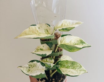 Epipremnum Aureum japanese Global Pothos Fully Rooted Extremely Rare ...