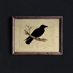 Antique Raven Print | Digital Download | Vintage Crow Drawing Printable ...