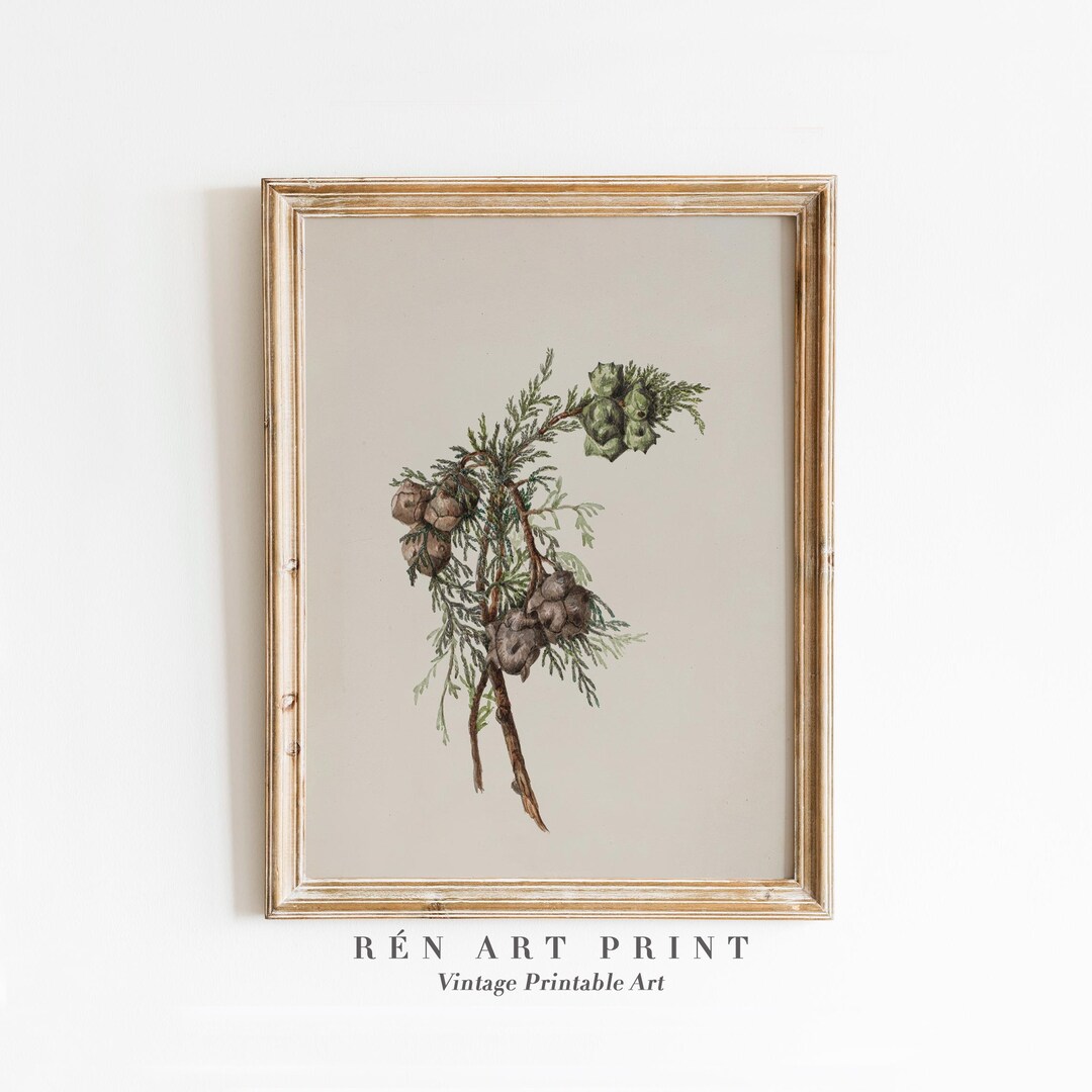 Antique Pine Branch Print | Vintage Botanical Wall Art (digital ...