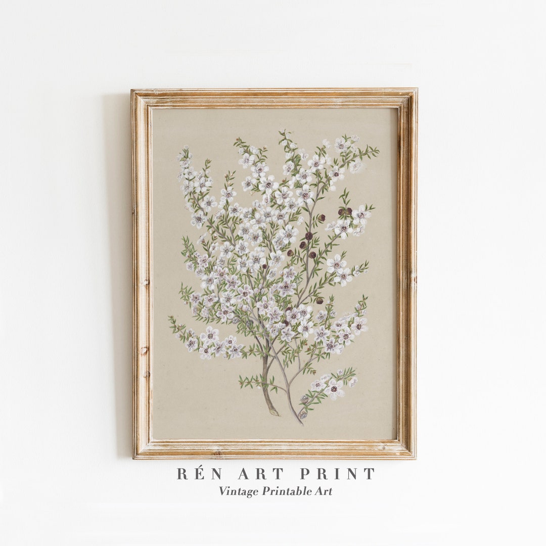 Antique Manuka Plant Painting | Digital Download | White Flower ...