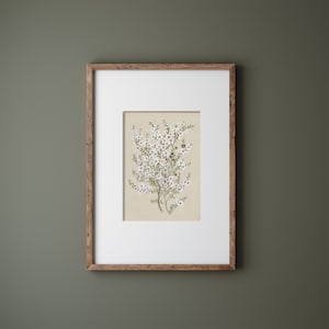 Antique Manuka Plant Painting | Digital Download | White Flower ...