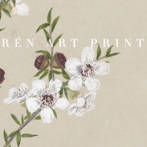 Antique Manuka Plant Painting | Digital Download | White Flower ...