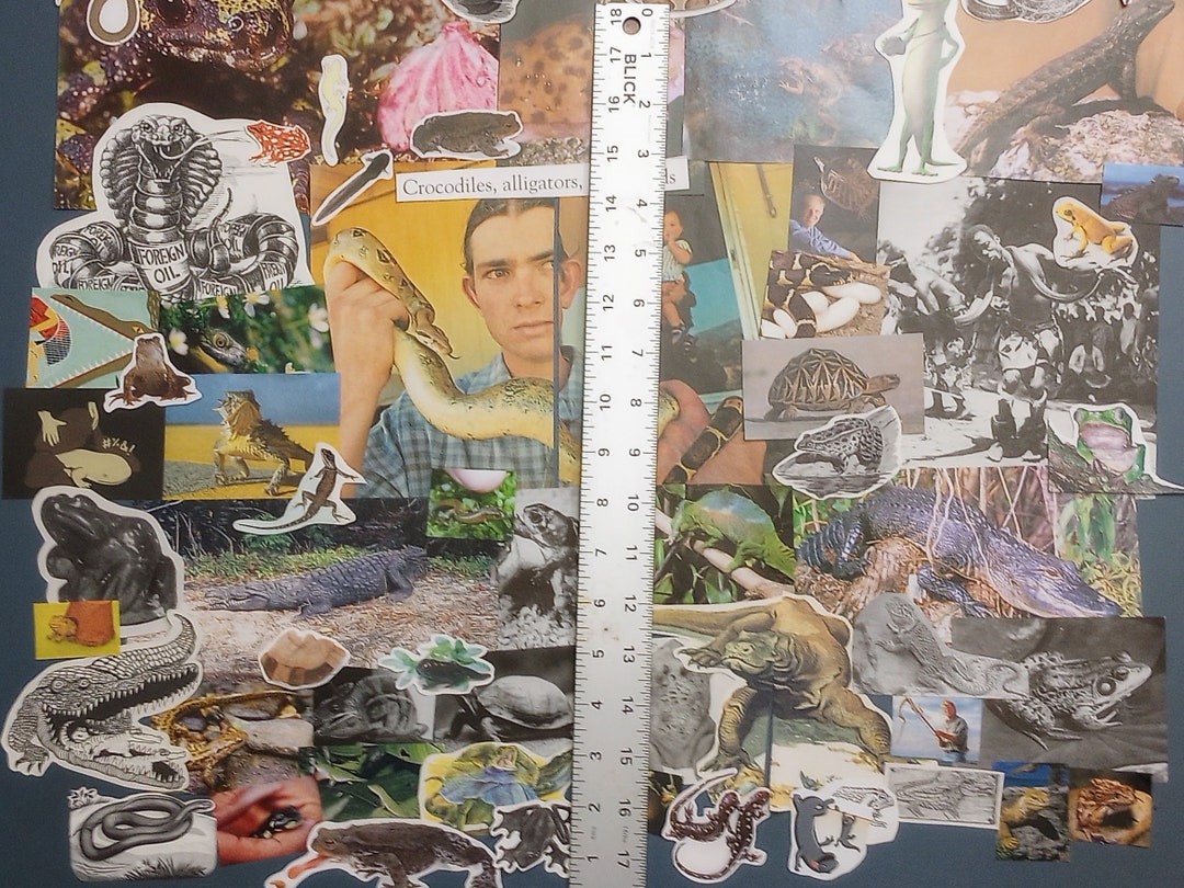 REPTILES / AMPHIBIANS [#2] Collage Cutout Bundle Pack: 50+ REPTILE ...
